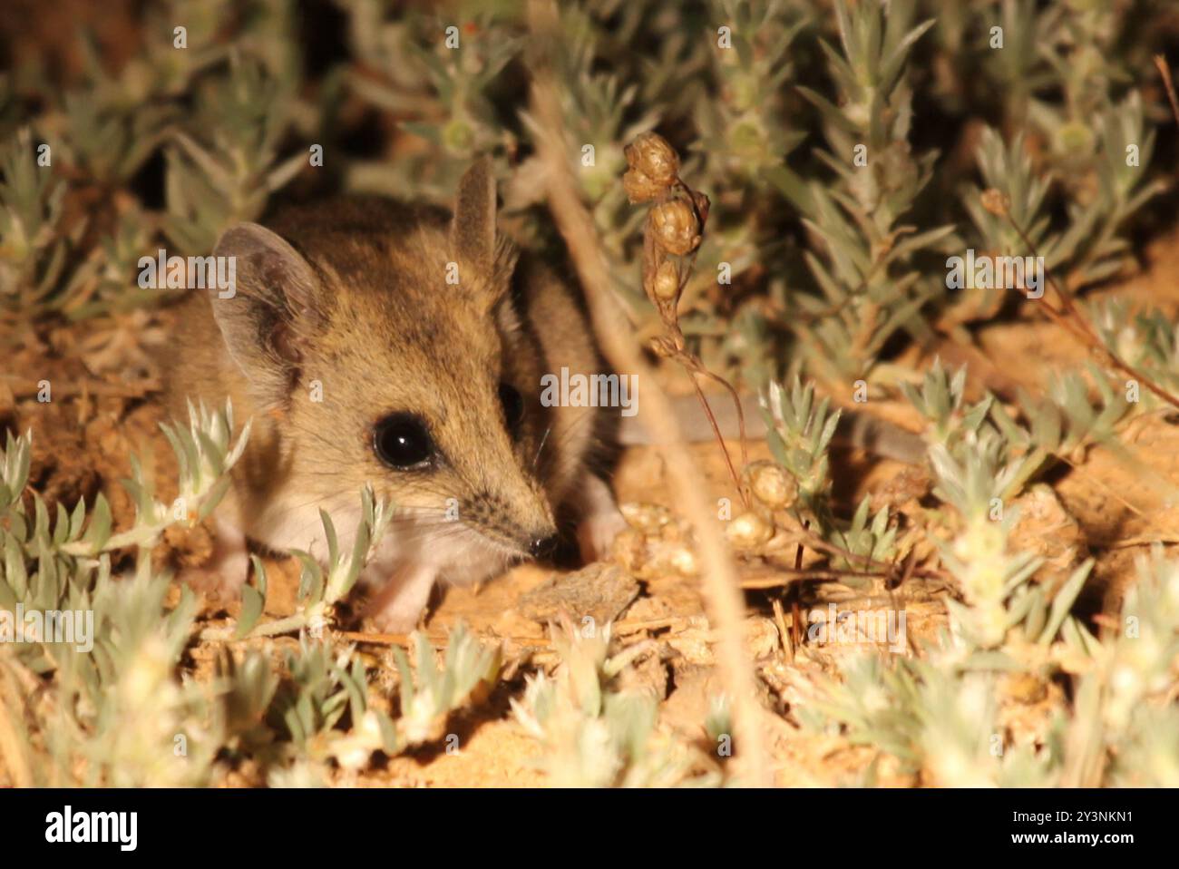 Fat-tailed Dunnart (Sminthopsis crassicaudata) Mammalia Stock Photo - Alamy