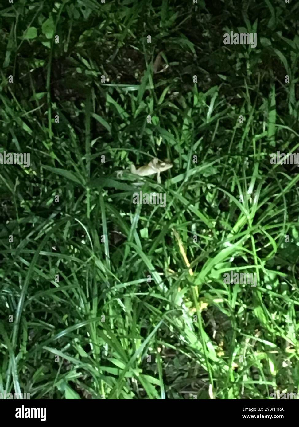 Spot-legged Tree Frog (Polypedates megacephalus) Amphibia Stock Photo ...