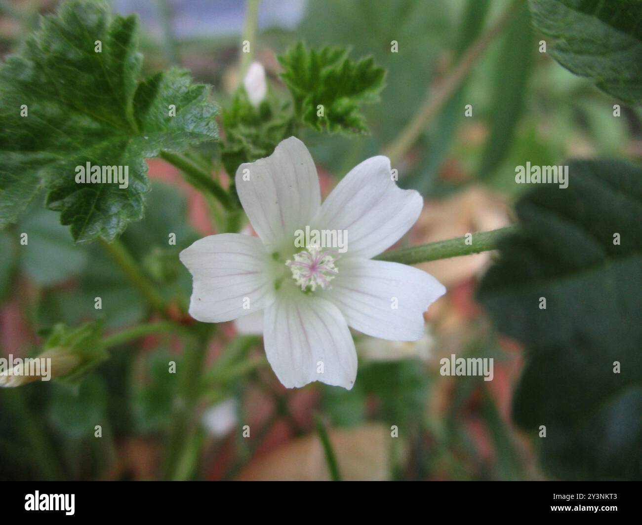 dwarf mallow (Malva neglecta) Plantae Stock Photo - Alamy