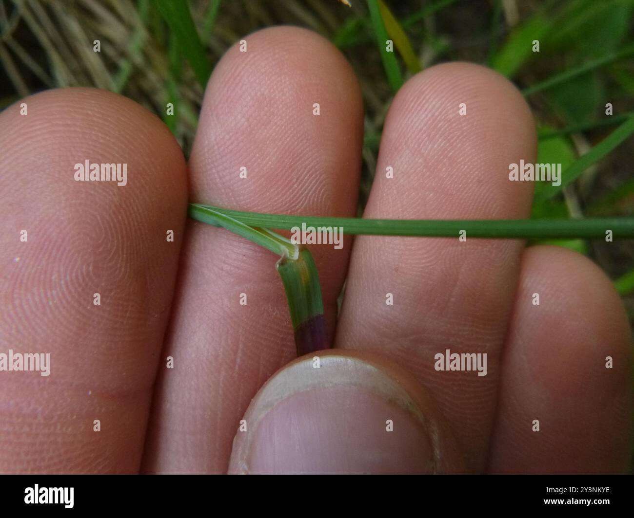 Festuca altissima hi-res stock photography and images - Alamy