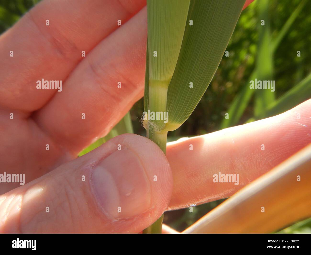American common reed (Phragmites australis americanus) Plantae Stock ...