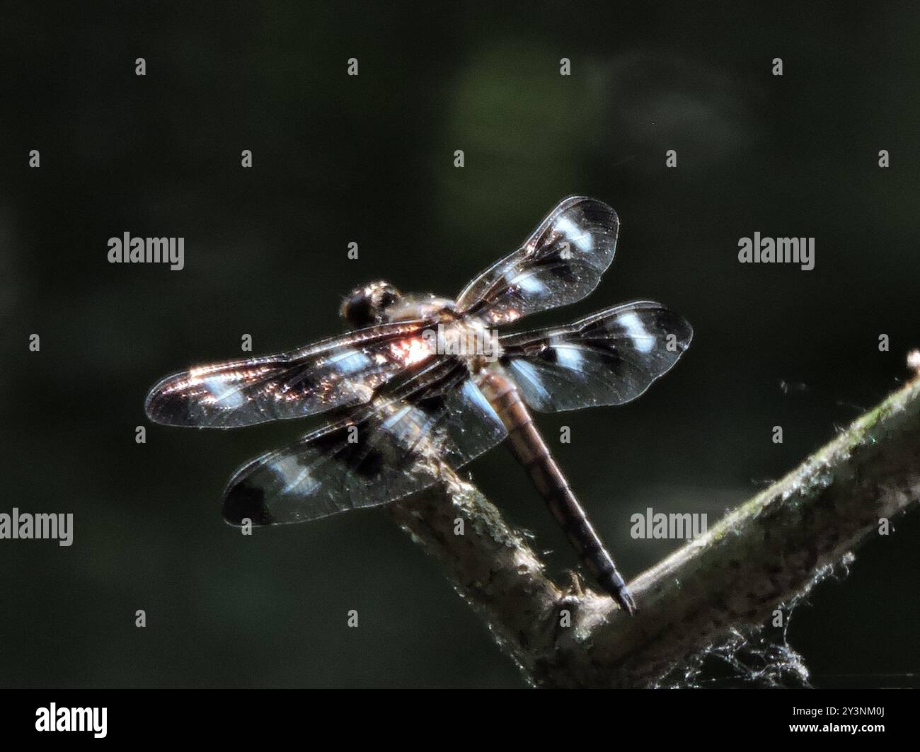 Twelve-spotted Skimmer (Libellula pulchella) Insecta Stock Photo - Alamy