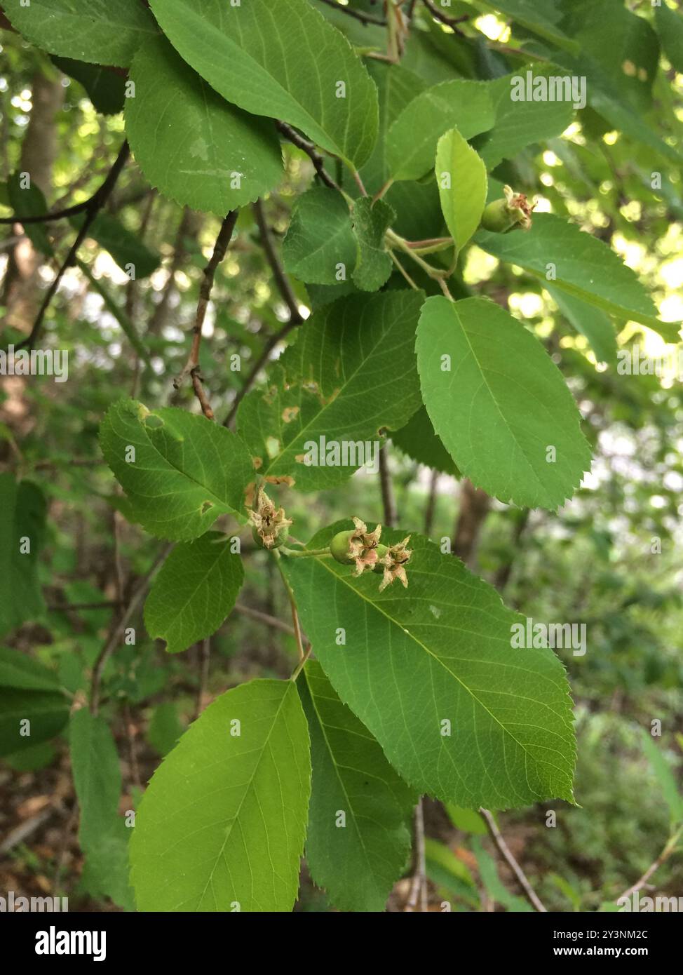 Running Serviceberry (Amelanchier stolonifera) Plantae Stock Photo - Alamy