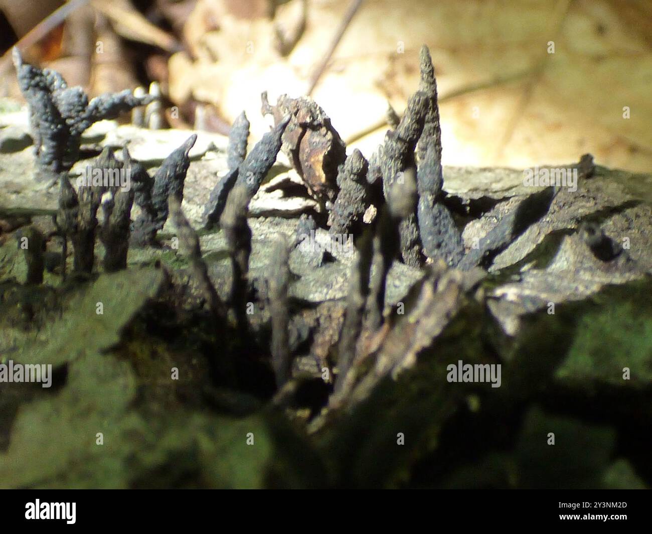 Candlesnuff Fungus (Xylaria hypoxylon) Fungi Stock Photo - Alamy