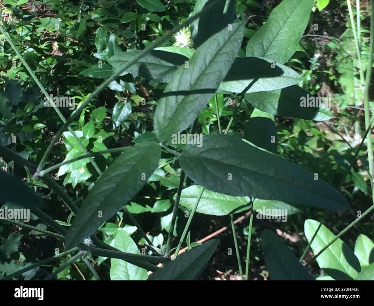 arabian pea (Bituminaria bituminosa) Plantae Stock Photo - Alamy