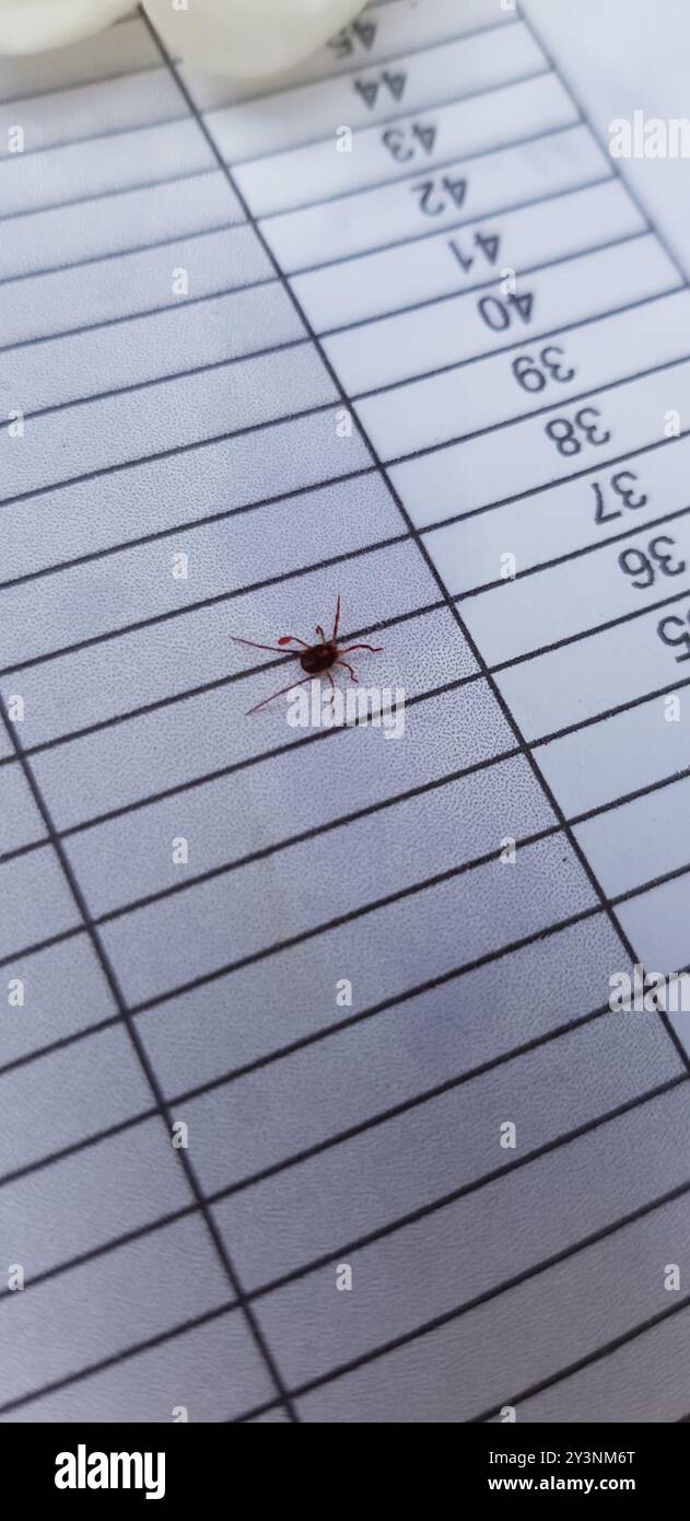 Mites and Ticks (Acari) Arachnida Stock Photo - Alamy