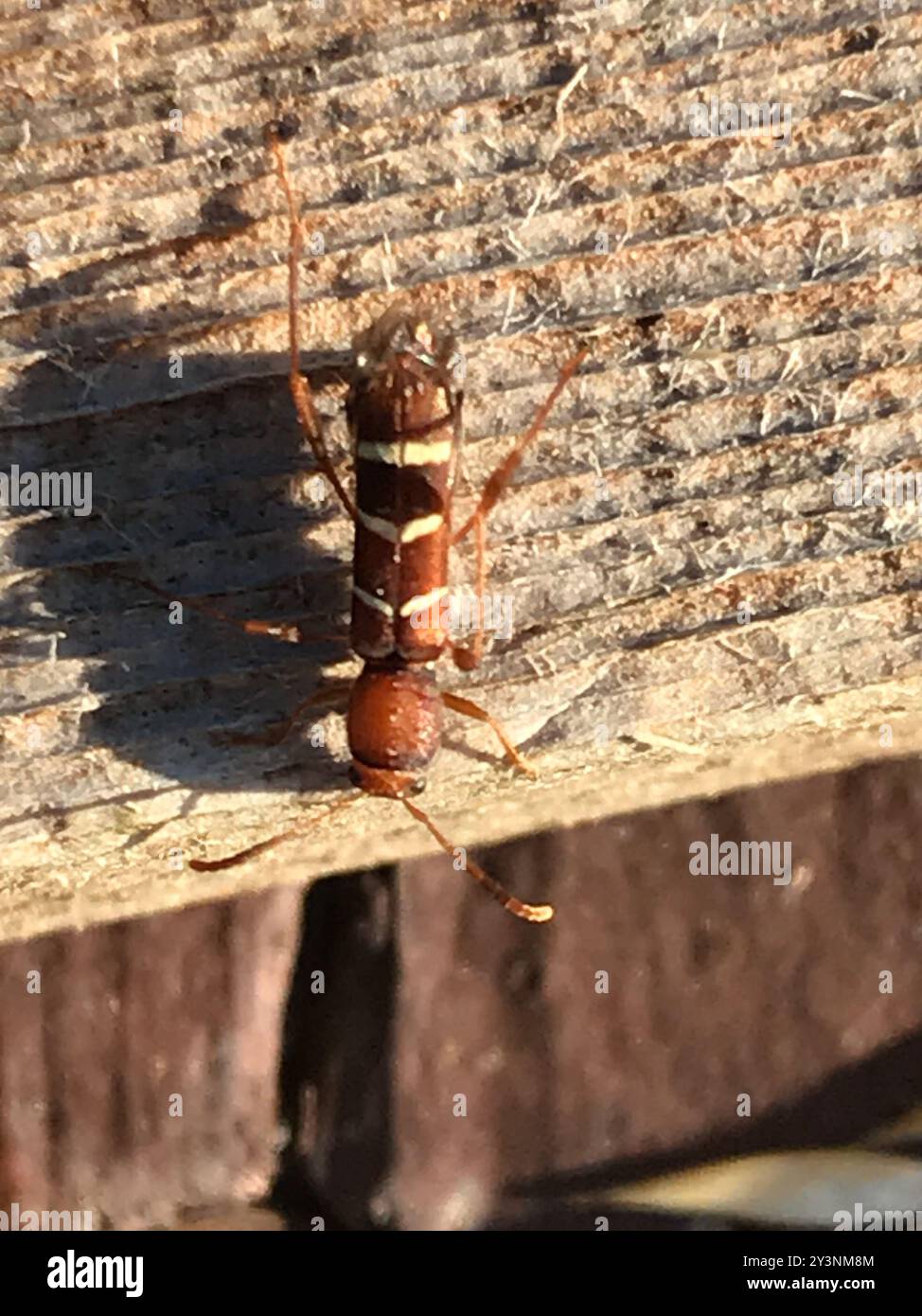 Red-headed Ash Borer (Neoclytus acuminatus) Insecta Stock Photo - Alamy