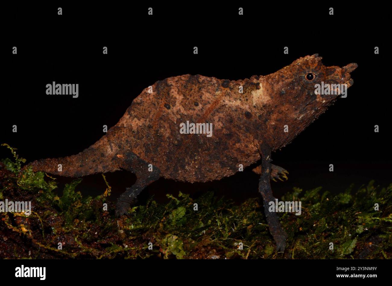 Spectral pygmy chameleon hi-res stock photography and images - Alamy