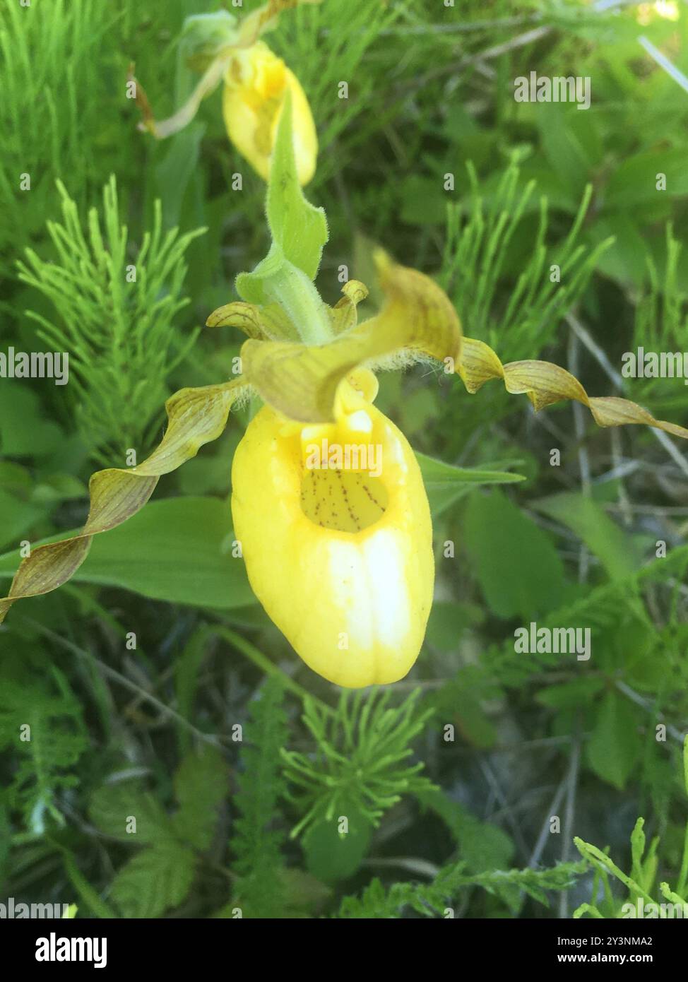 yellow lady's slipper (Cypripedium parviflorum) Plantae Stock Photo - Alamy