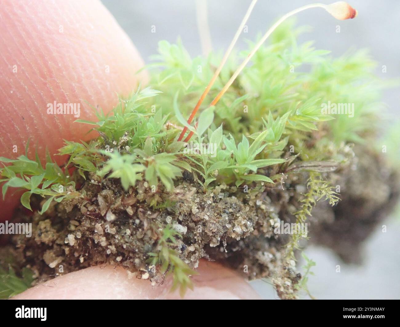 Tozer's Thread-moss (Epipterygium tozeri) Plantae Stock Photo - Alamy