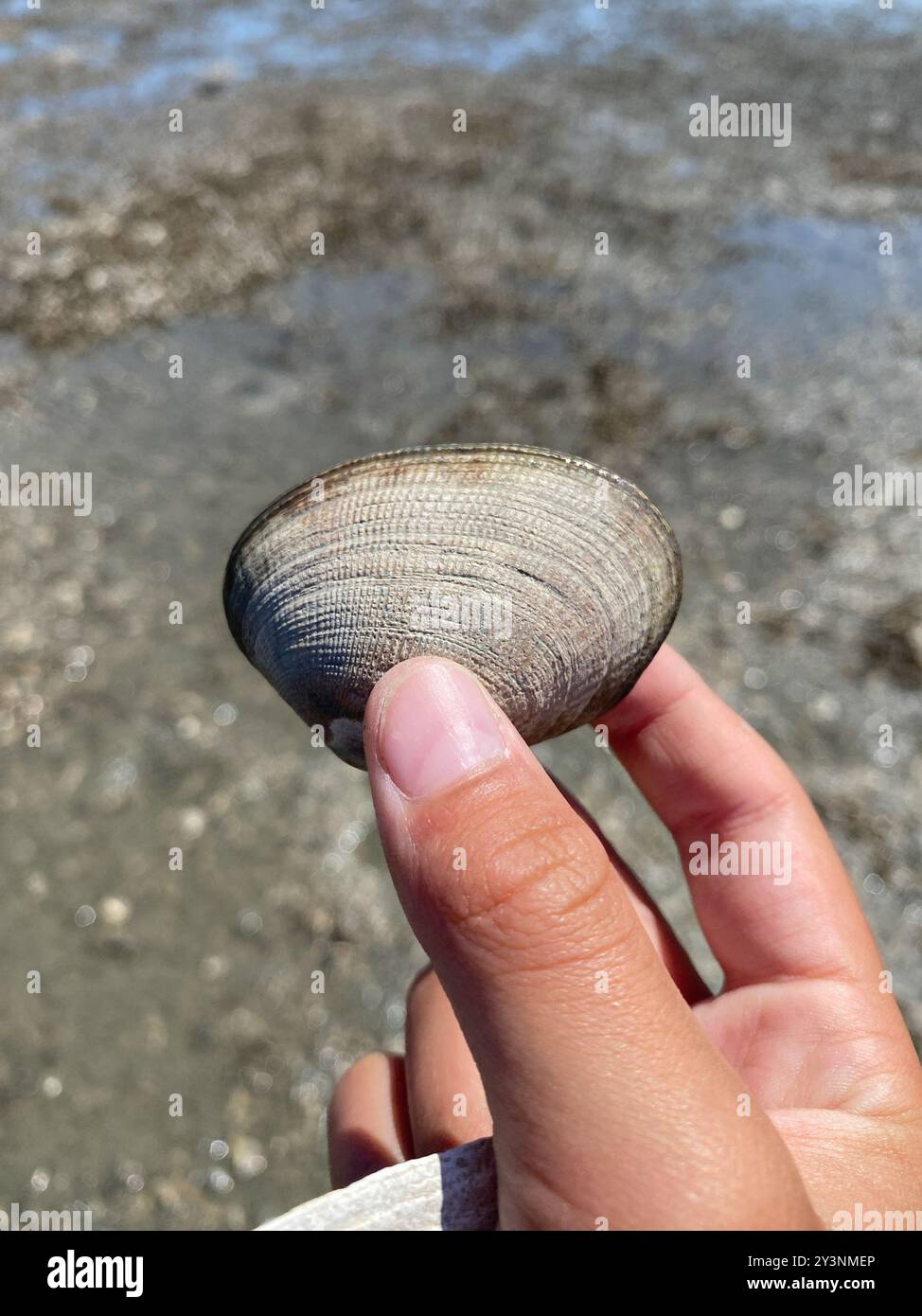 Japanese Littleneck (Ruditapes philippinarum) Mollusca Stock Photo - Alamy