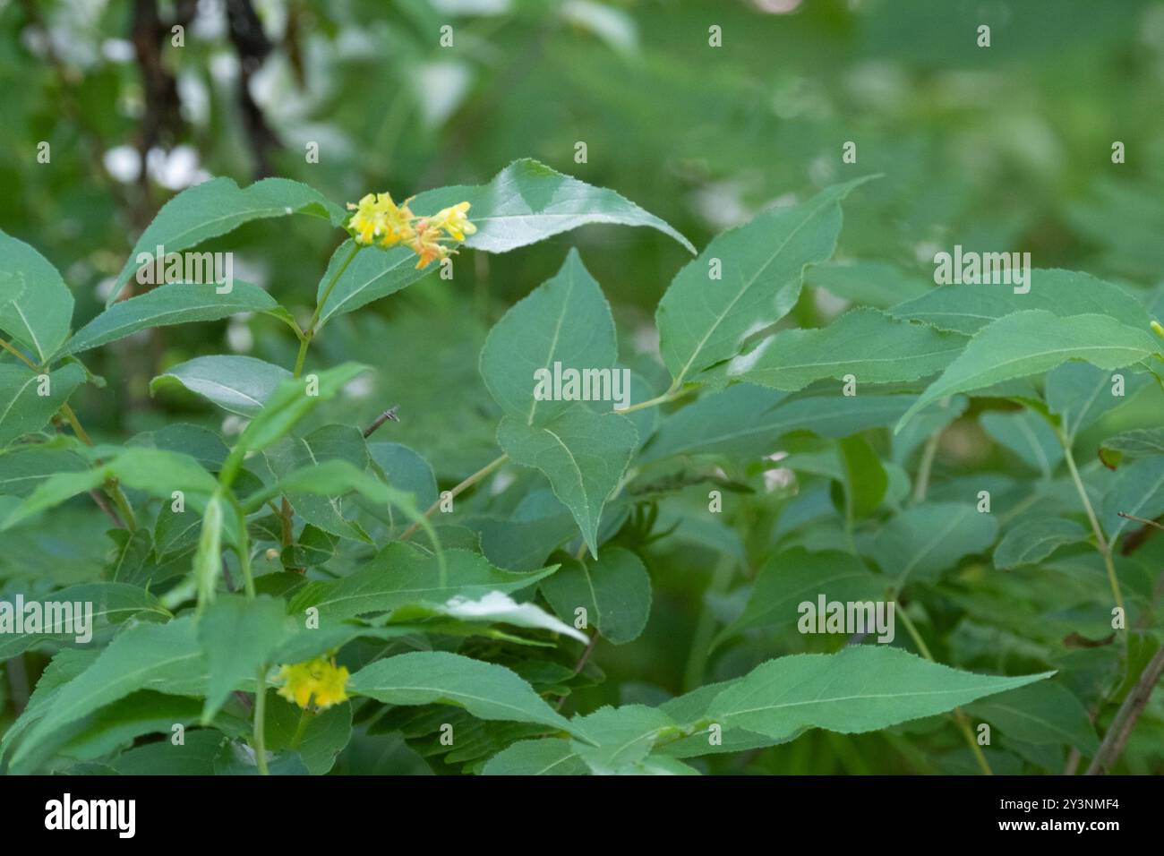 northern bush honeysuckle (Diervilla lonicera) Plantae Stock Photo - Alamy