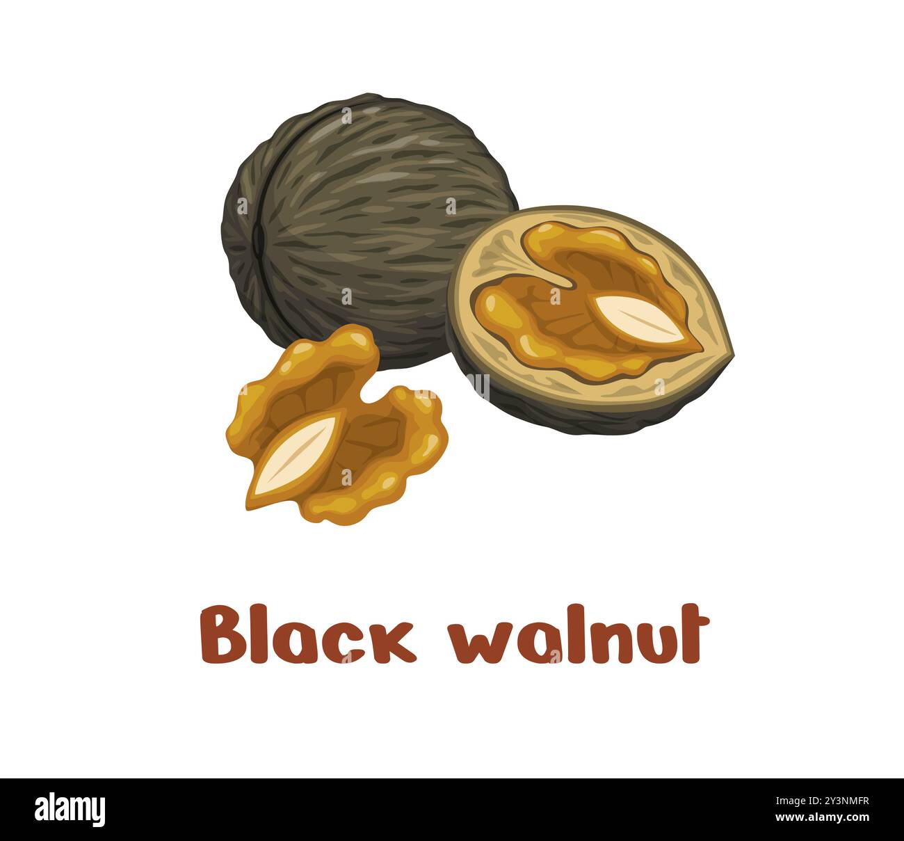 Uncommon black walnut nut. Isolated cartoon vector whole nut, peeled ...