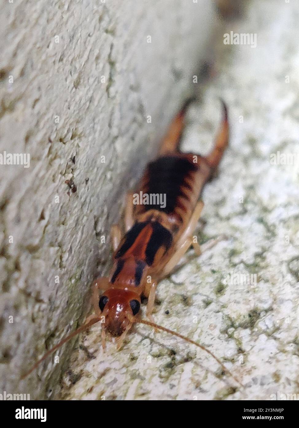 Shore Earwig (Labidura riparia) Insecta Stock Photo - Alamy