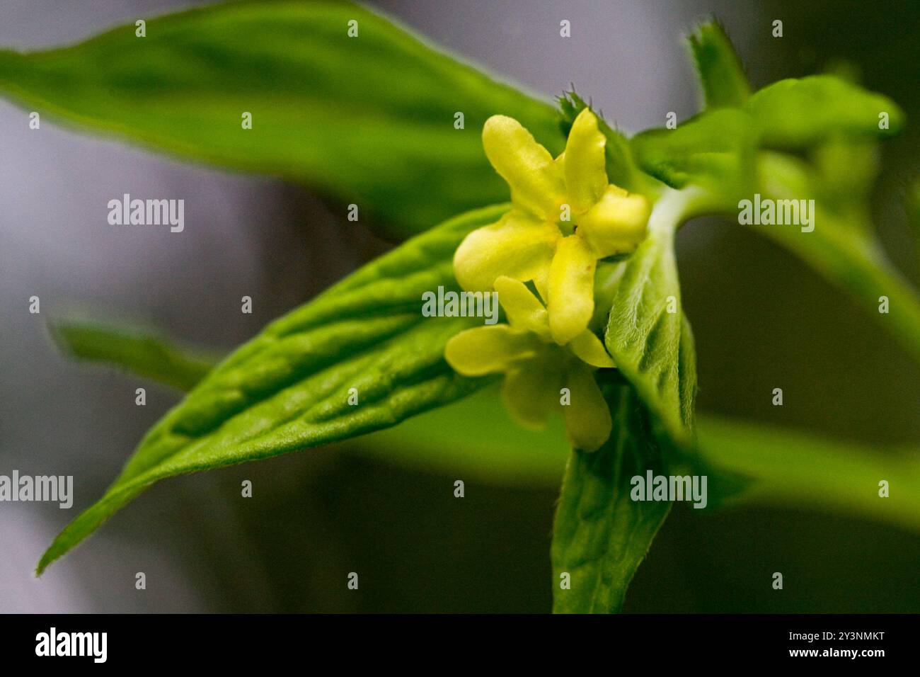 Lithospermum latifolium hi-res stock photography and images - Alamy