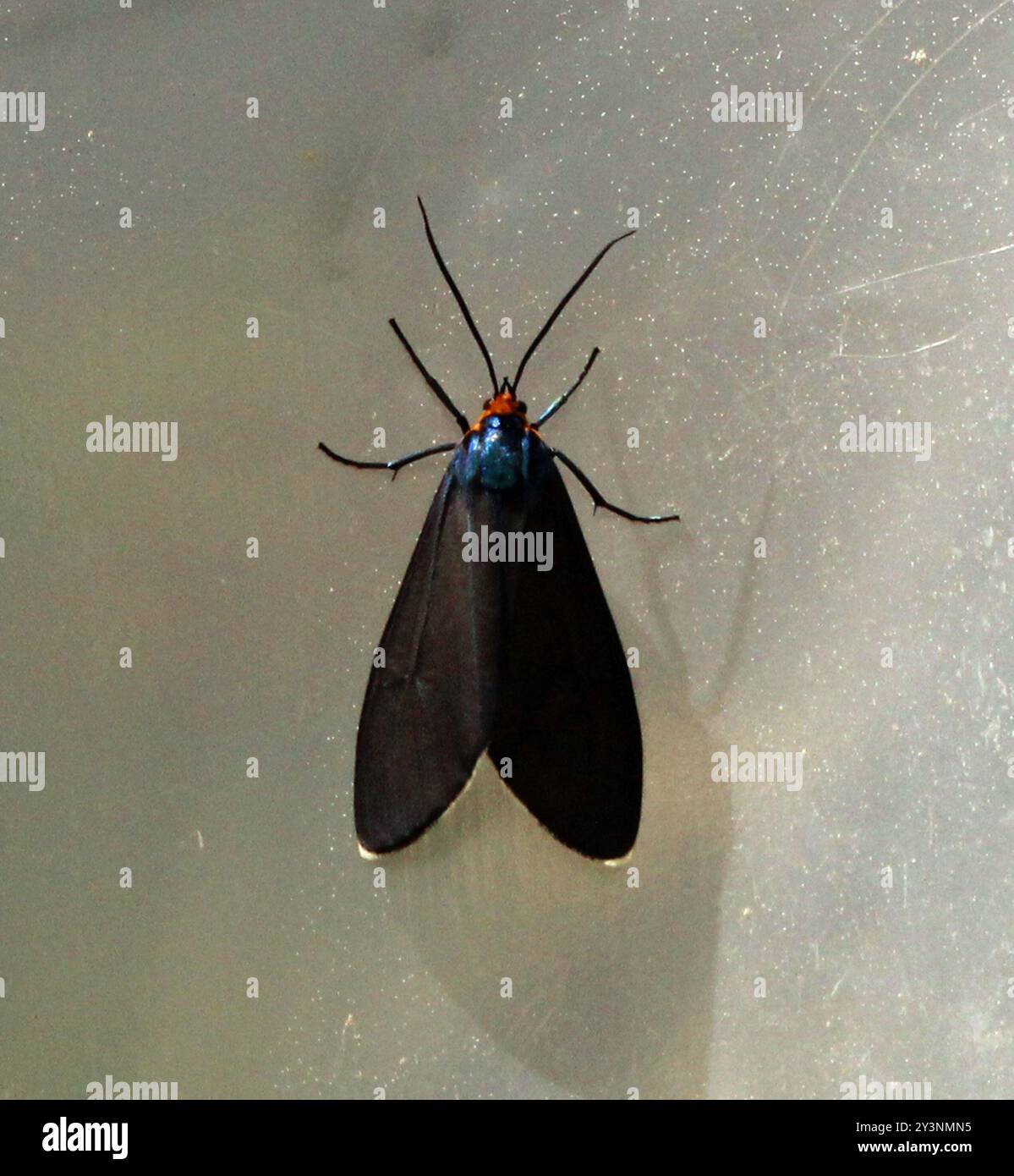 Virginia Ctenucha Moth (Ctenucha virginica) Insecta Stock Photo - Alamy