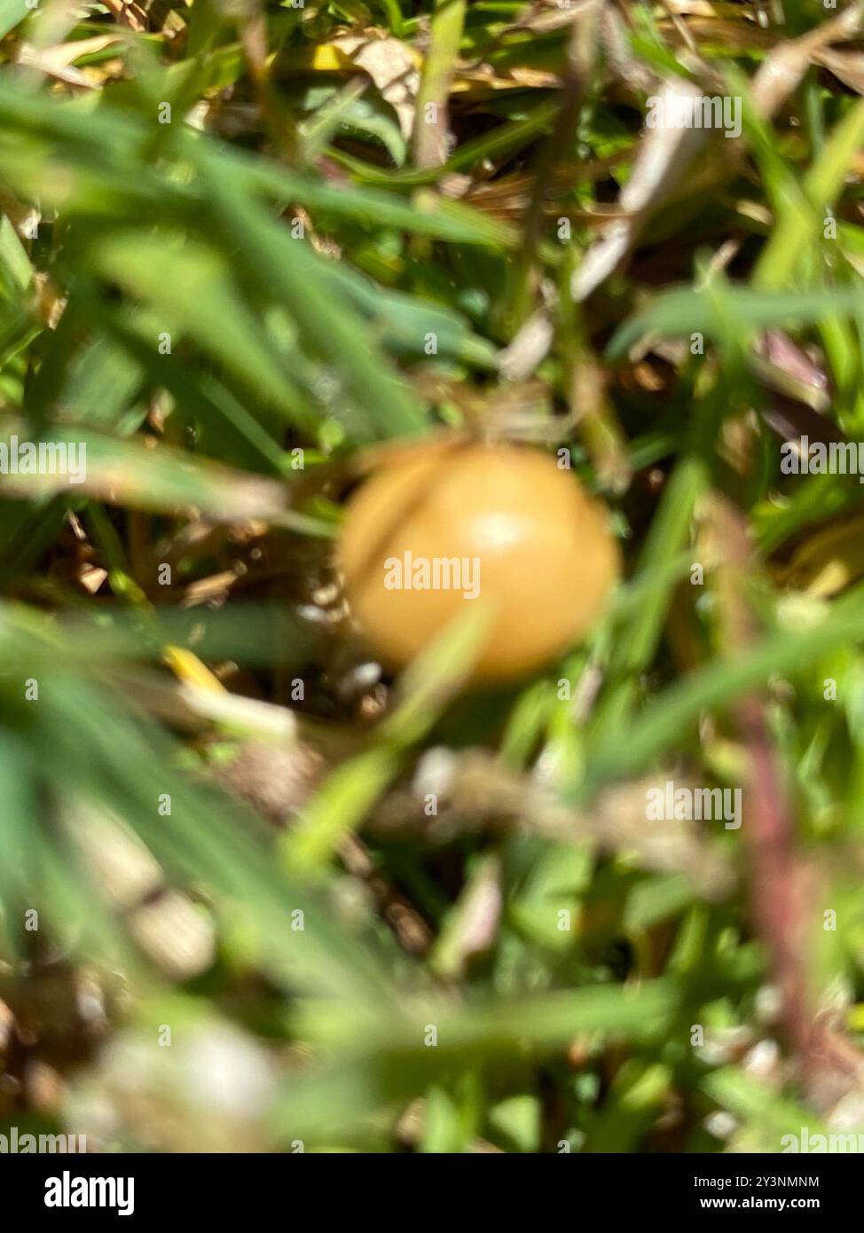Common Fieldcap (Agrocybe pediades) Fungi Stock Photo - Alamy