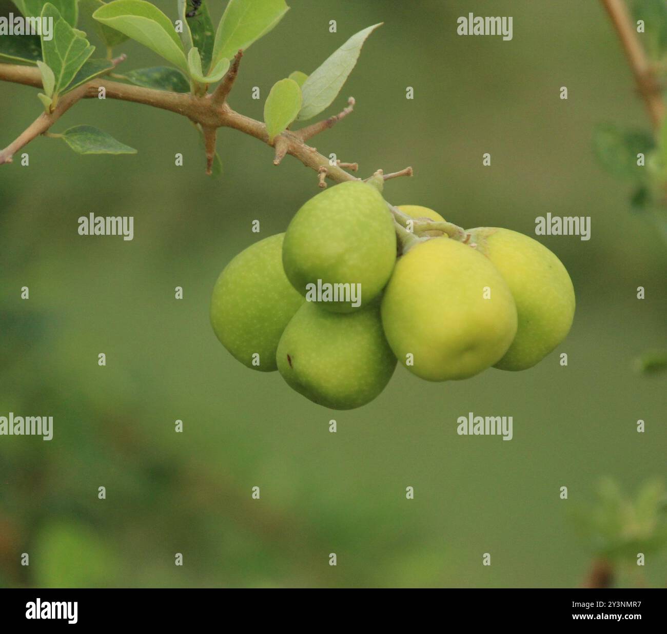 Asian Bushbeech (Gmelina asiatica) Plantae Stock Photo - Alamy