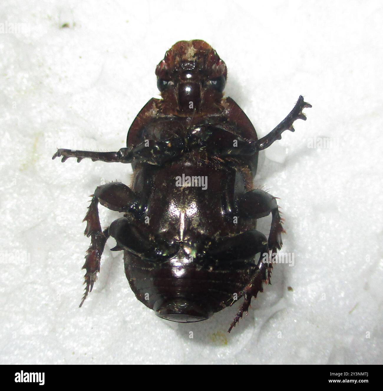 Bronze Dung Beetle (Onitis alexis) Insecta Stock Photo - Alamy