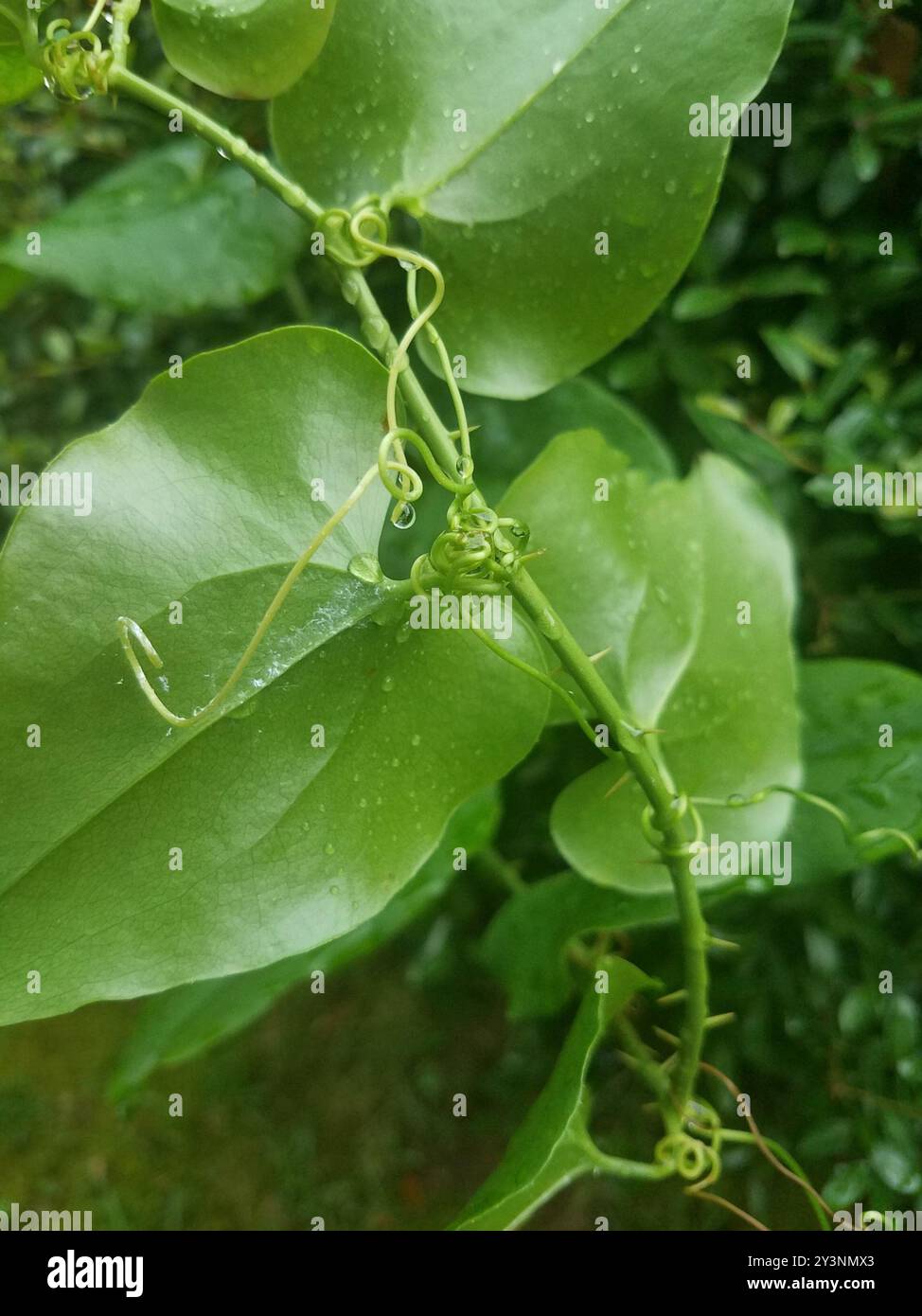 roundleaf greenbrier (Smilax rotundifolia) Plantae Stock Photo - Alamy