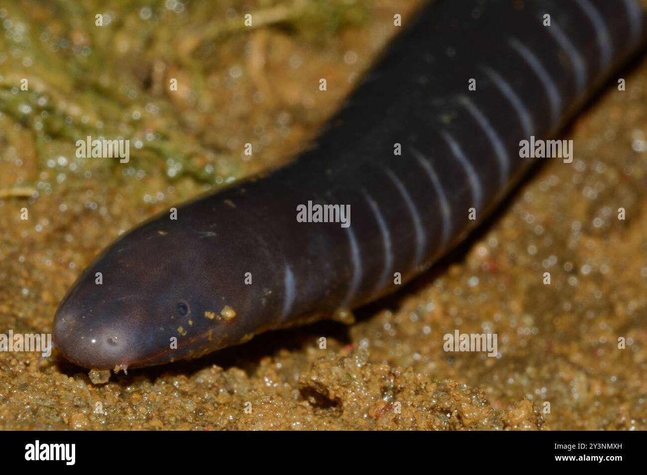 Gaboon Caecilian (Geotrypetes seraphini) Amphibia Stock Photo - Alamy