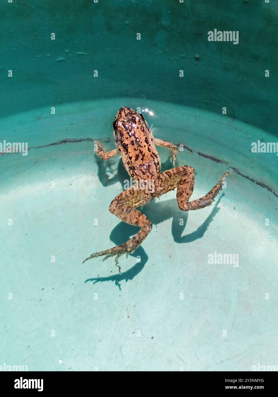 Sabinal Frog (Leptodactylus melanonotus) Amphibia Stock Photo - Alamy