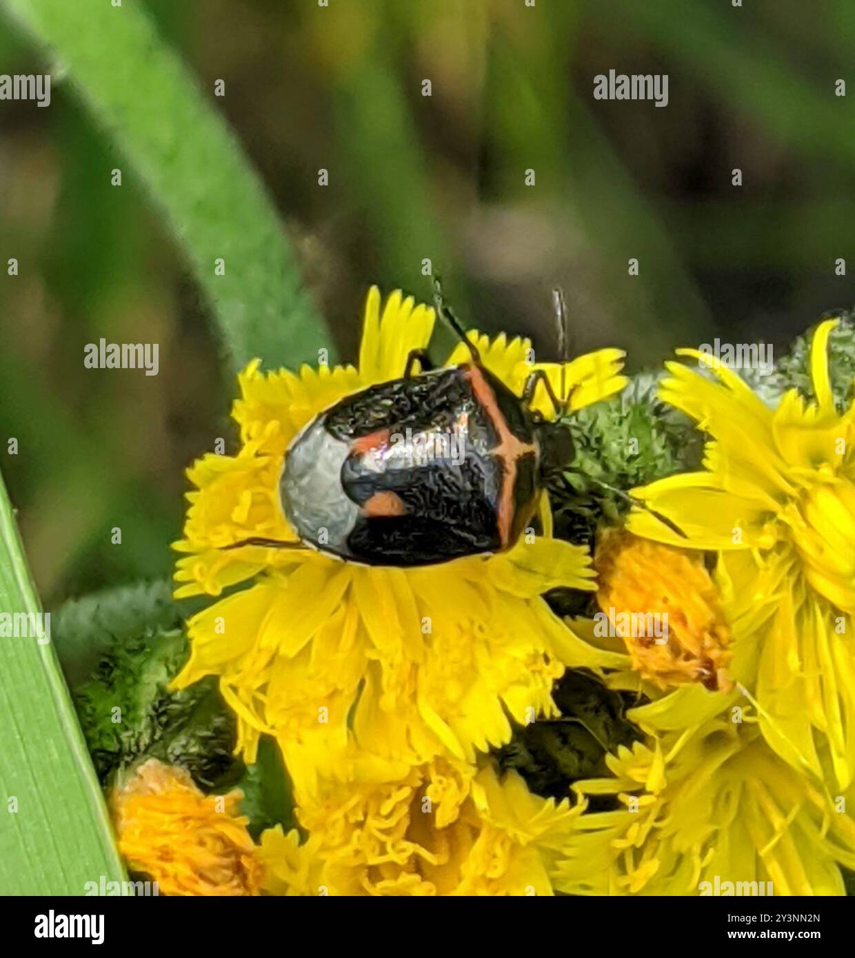 Twice-stabbed Stink Bug (Cosmopepla lintneriana) Insecta Stock Photo ...