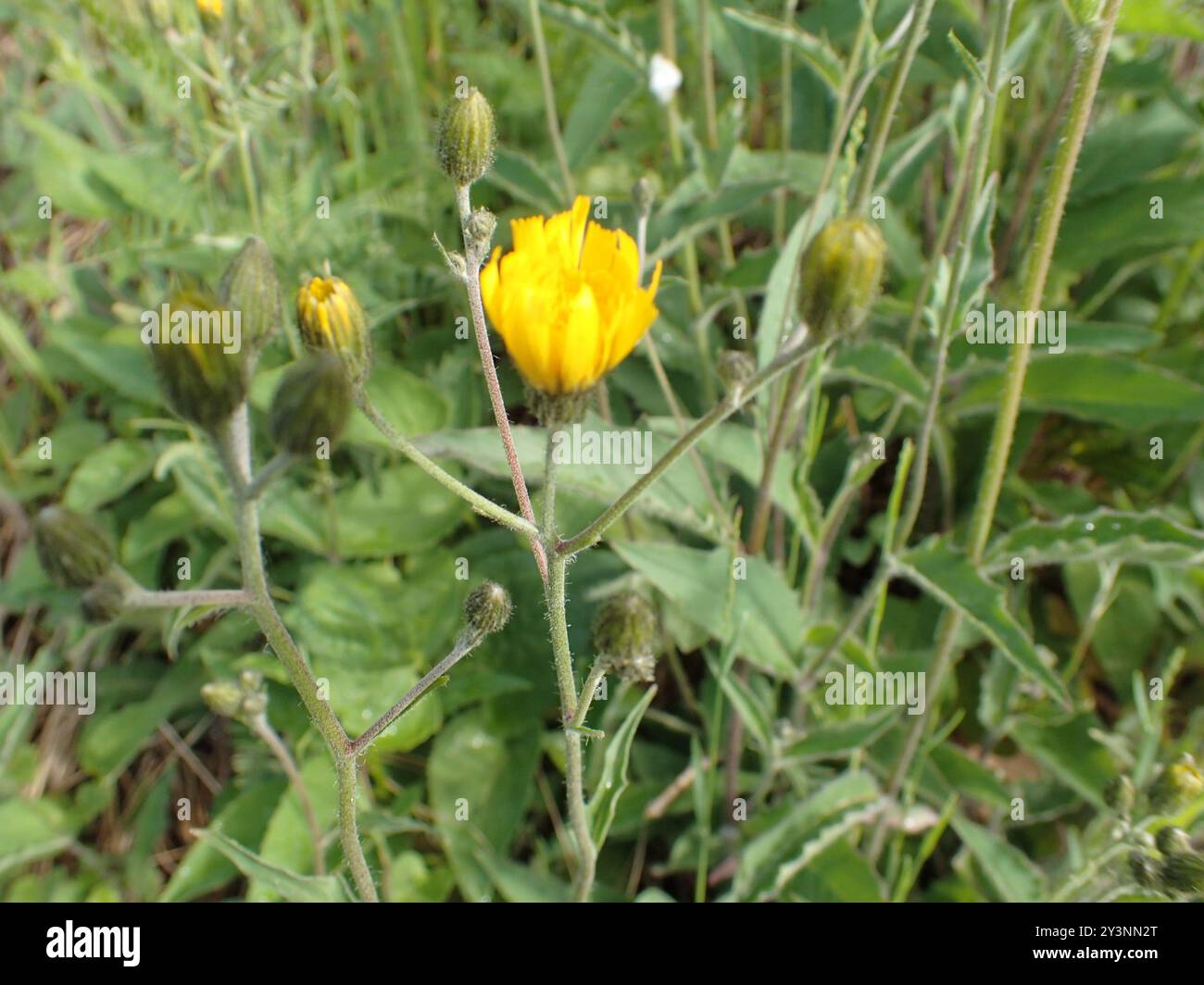 common hawkweed (Hieracium lachenalii) Plantae Stock Photo - Alamy