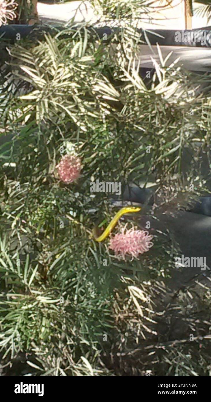 Common Tree Snake (Dendrelaphis punctulatus) Reptilia Stock Photo - Alamy