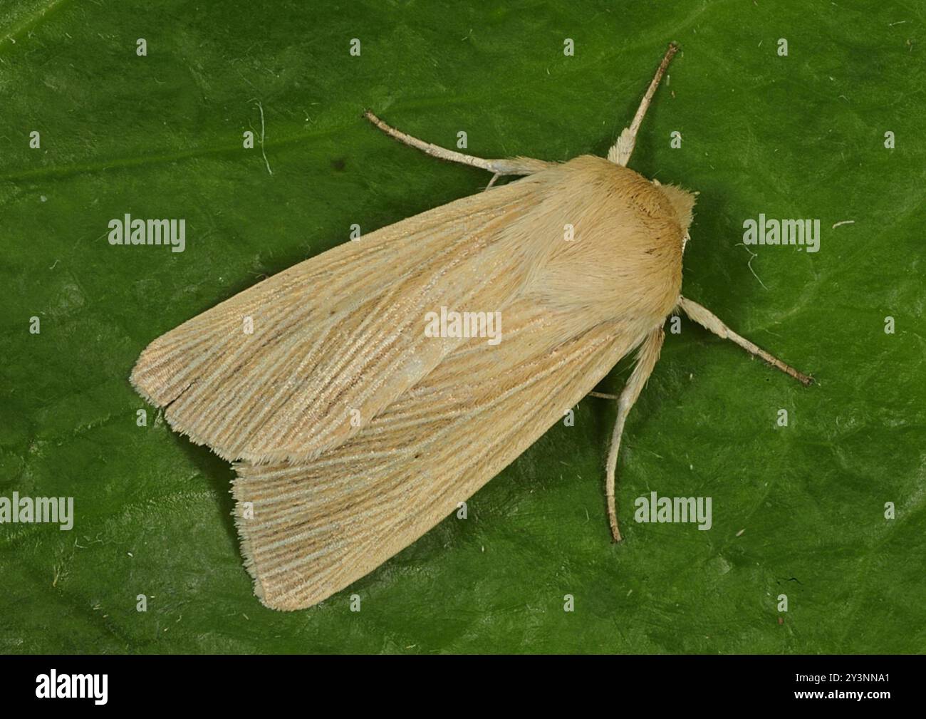 Common Wainscot (Mythimna pallens) Insecta Stock Photo - Alamy