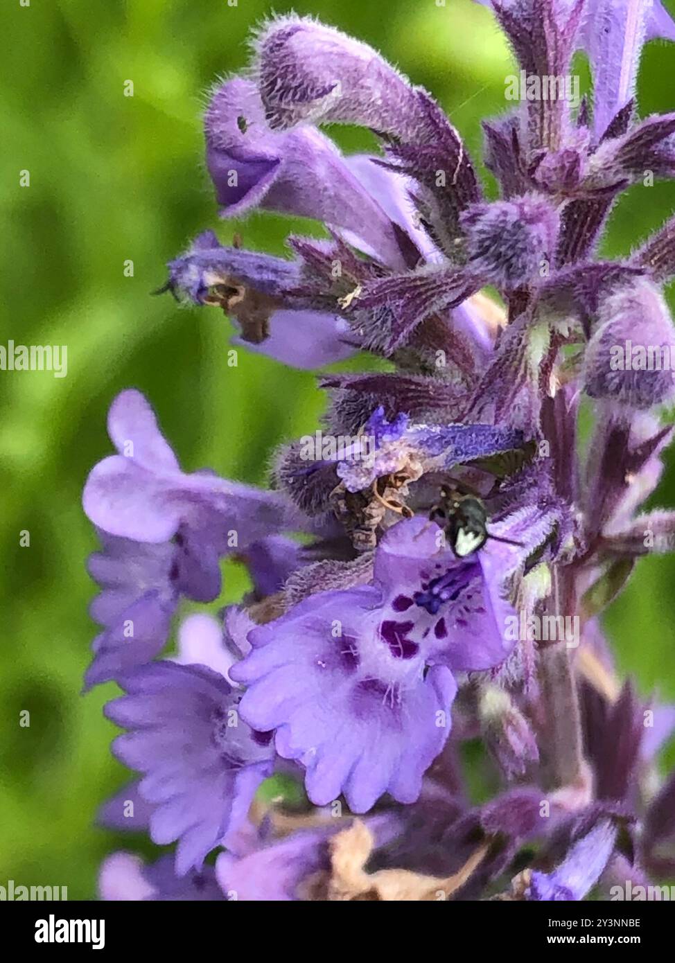 Ants, Bees, and Stinging Wasps (Aculeata) Insecta Stock Photo - Alamy