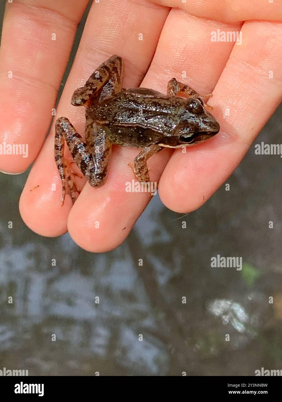 Wood Frog (Lithobates sylvaticus) Amphibia Stock Photo - Alamy