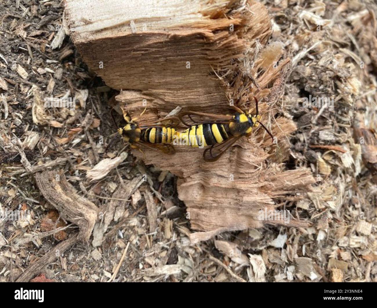 Hornet Moth (Sesia apiformis) Insecta Stock Photo - Alamy