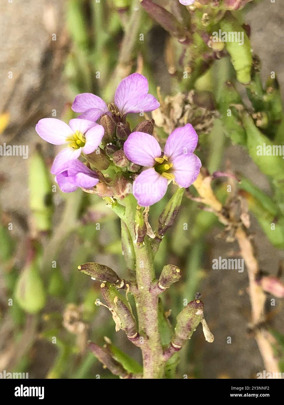 European Searocket (Cakile maritima) Plantae Stock Photo - Alamy