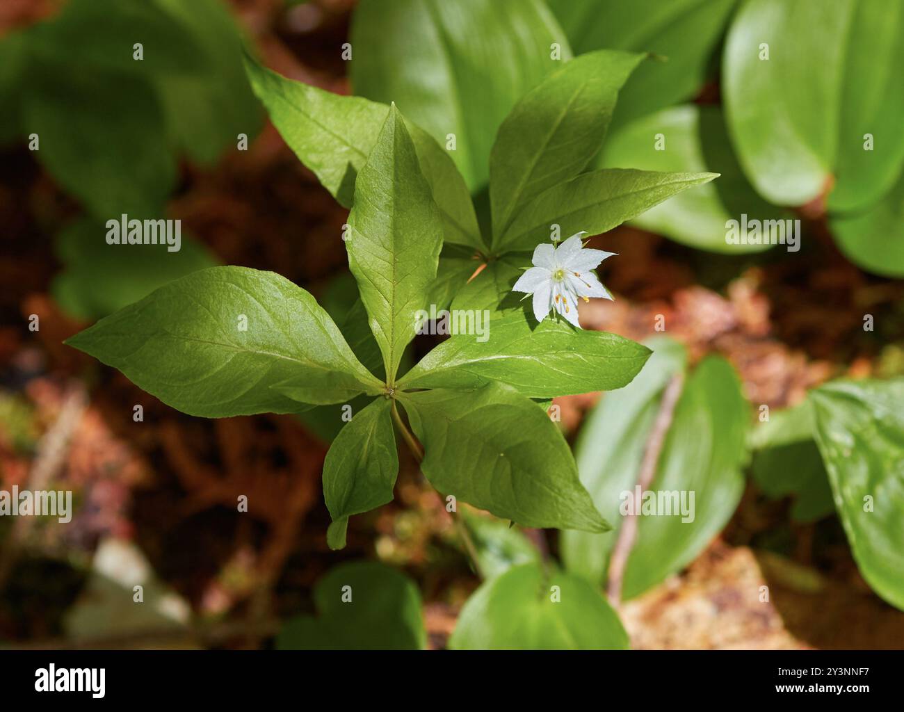 northern starflower (Lysimachia borealis) Plantae Stock Photo - Alamy
