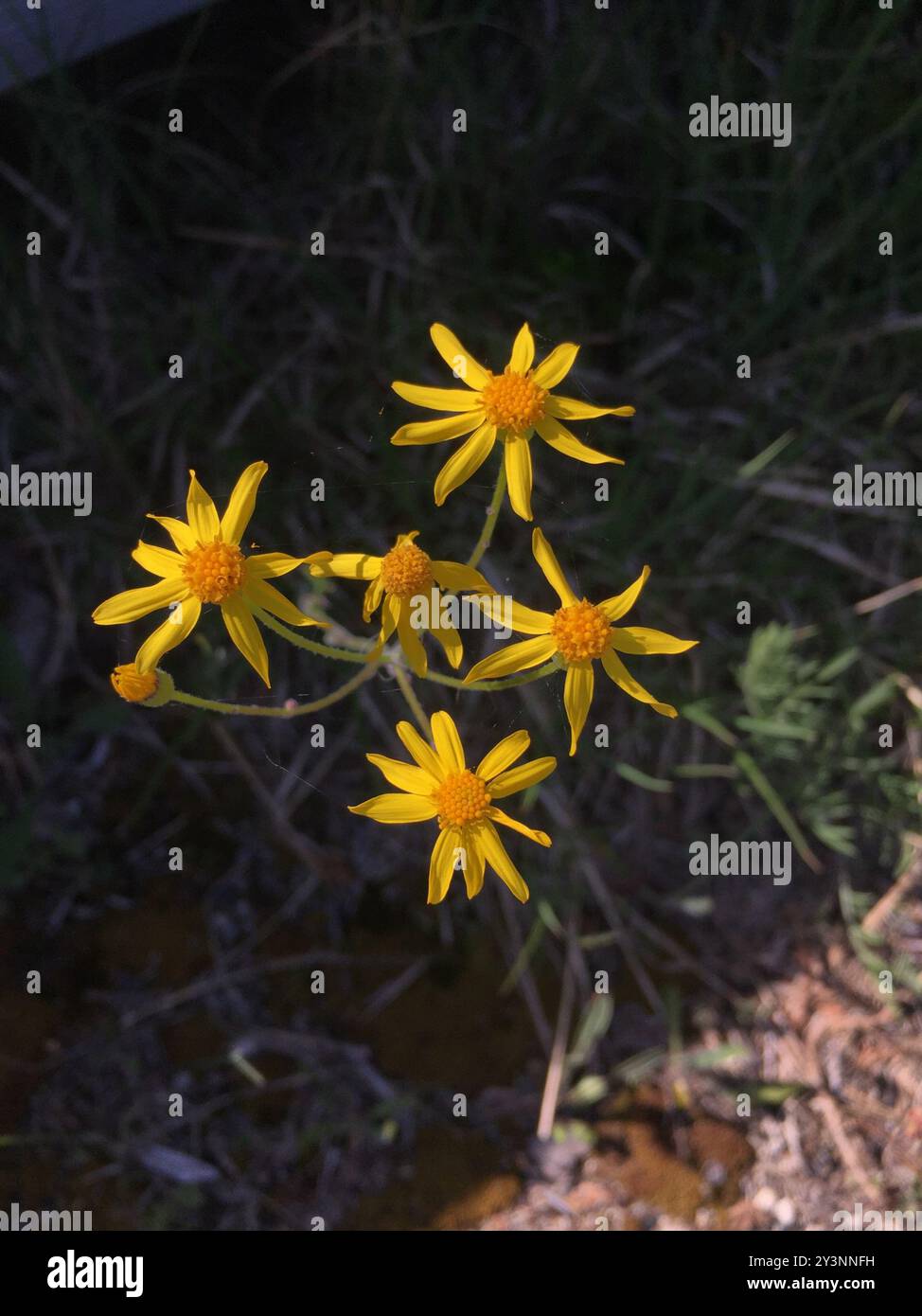 balsam ragwort (Packera paupercula) Plantae Stock Photo - Alamy