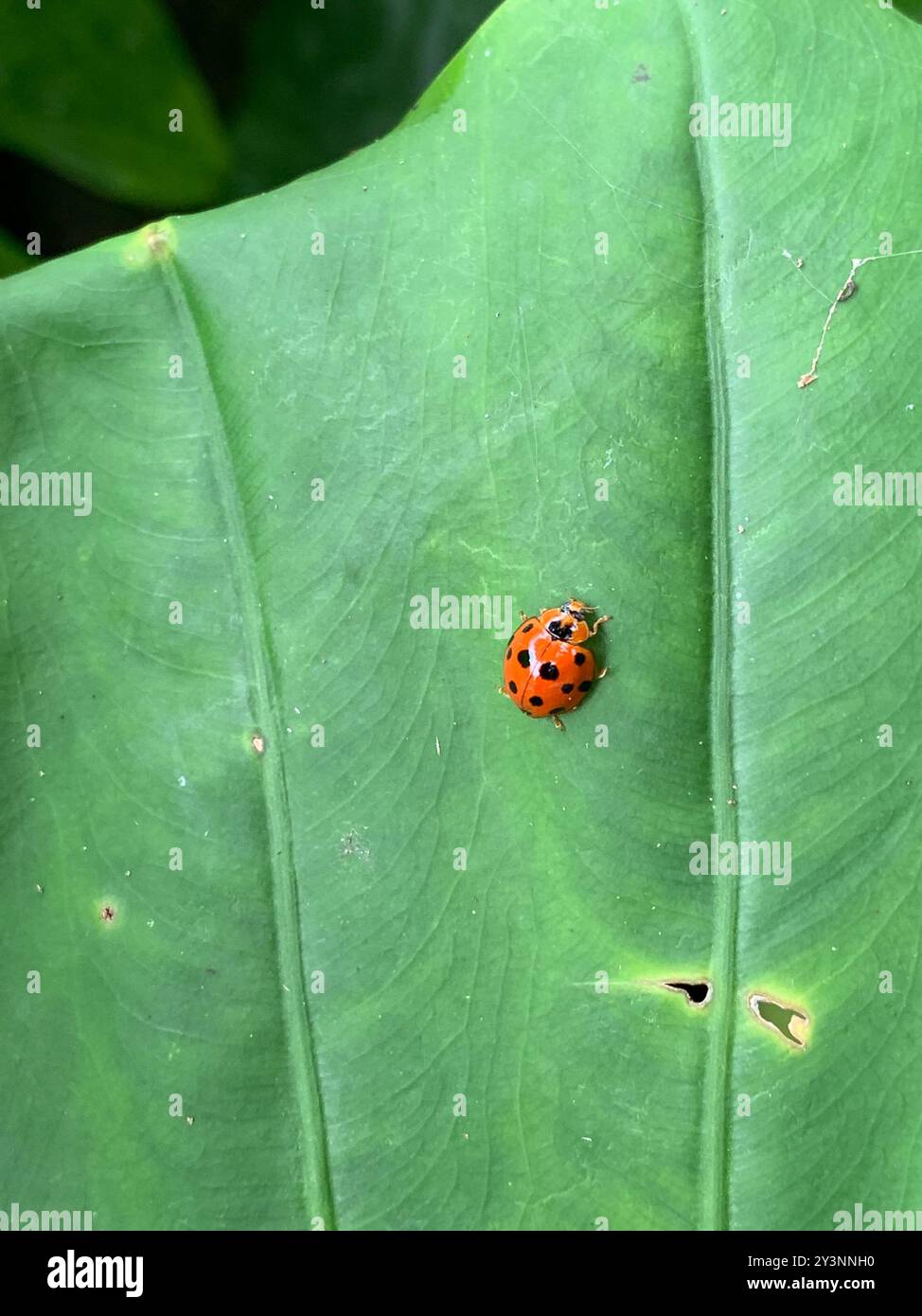 Greater Asian Lady Beetle (Harmonia dimidiata) Insecta Stock Photo - Alamy