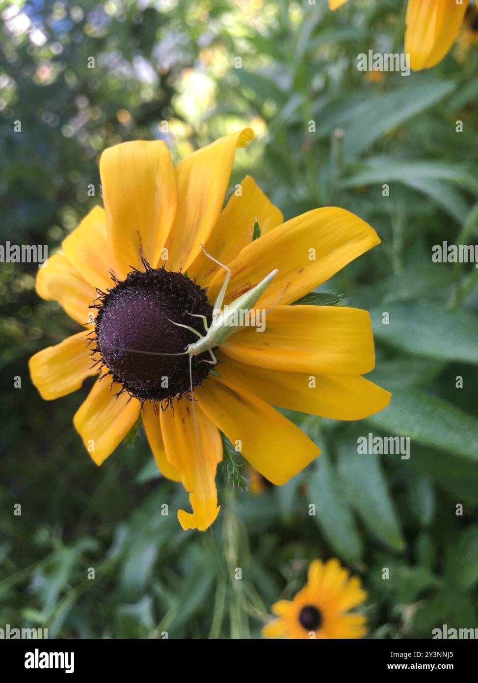 Common Tree Crickets (Oecanthus) Insecta Stock Photo - Alamy