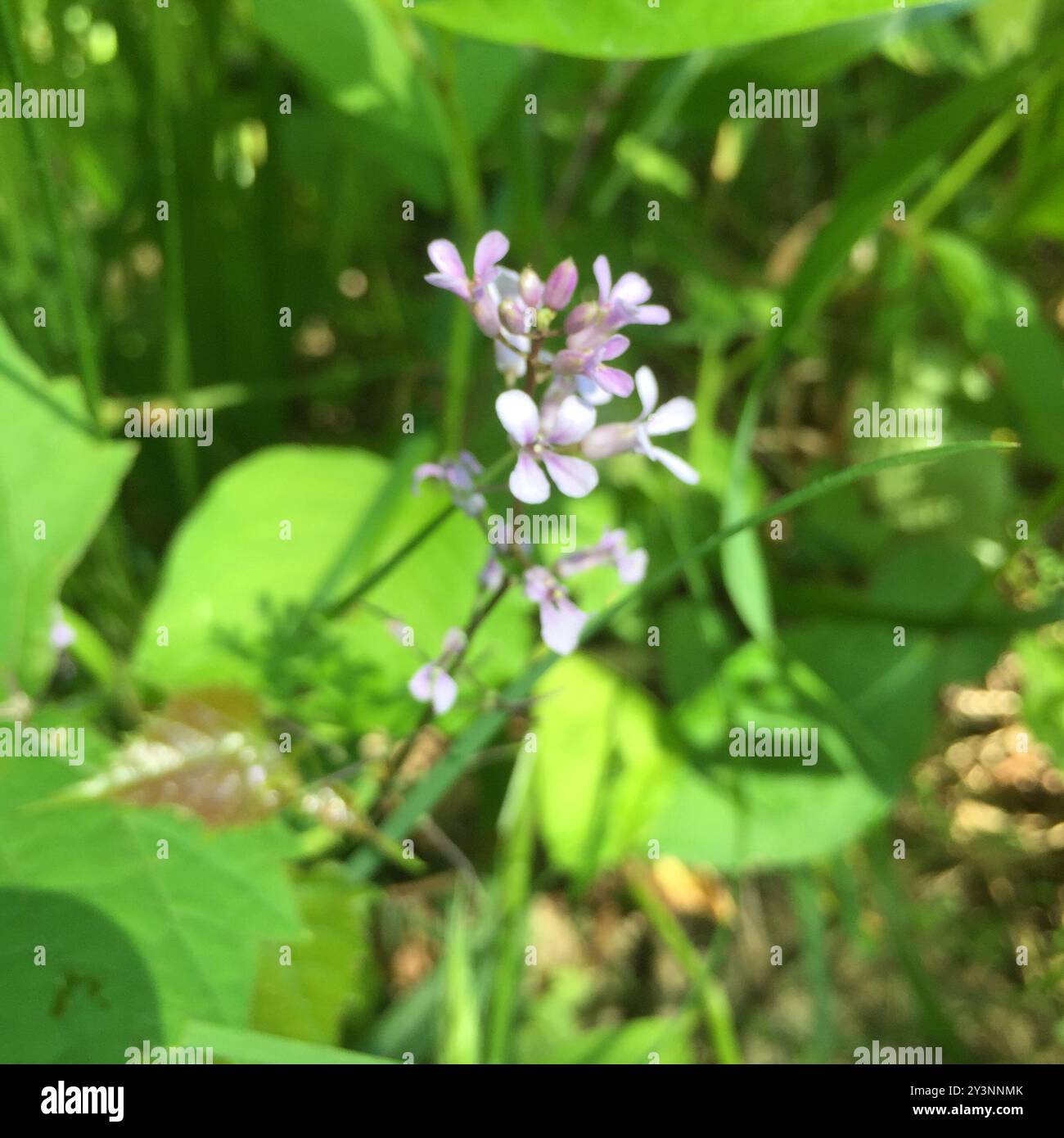 Purple Rocket (Iodanthus pinnatifidus) Plantae Stock Photo - Alamy