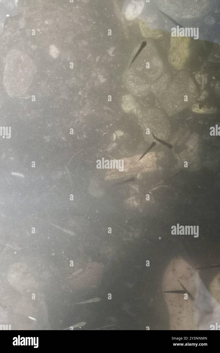 Ray-finned Fishes (Actinopterygii) Actinopterygii Stock Photo - Alamy