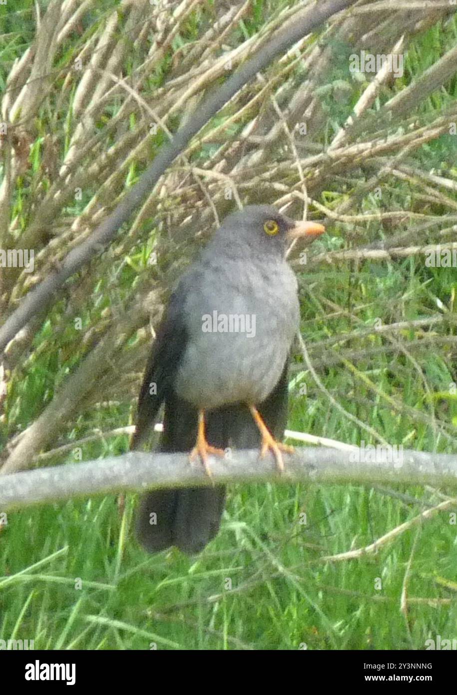 Great Thrush (Turdus fuscater) Aves Stock Photo - Alamy