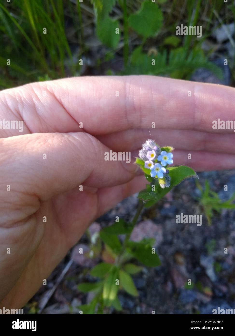 field forget-me-not (Myosotis arvensis) Plantae Stock Photo - Alamy
