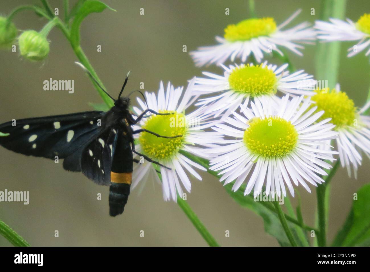 Nine-spotted Moth (Amata phegea) Insecta Stock Photo - Alamy