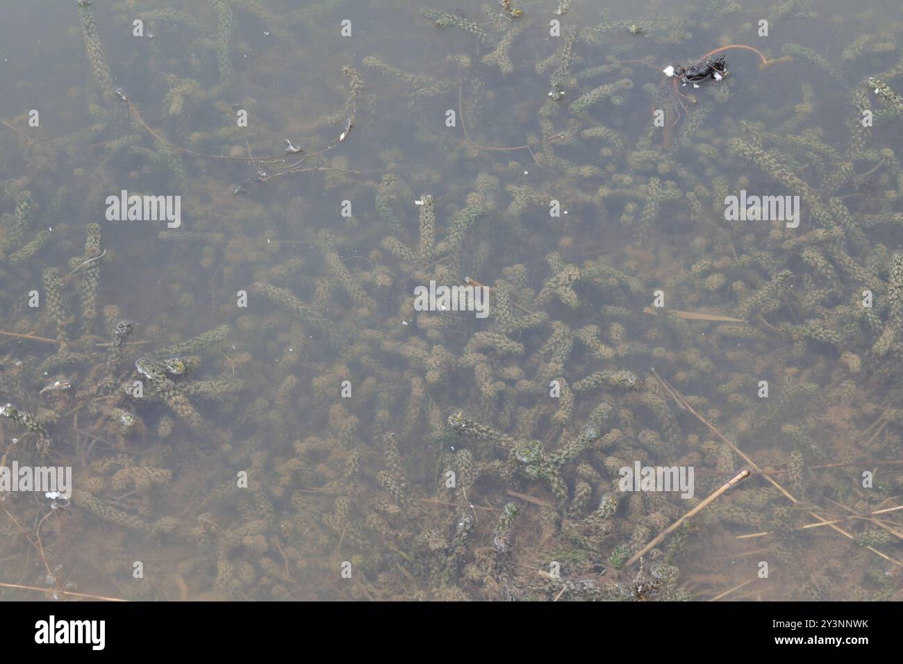 Curly Waterweed (Lagarosiphon major) Plantae Stock Photo - Alamy