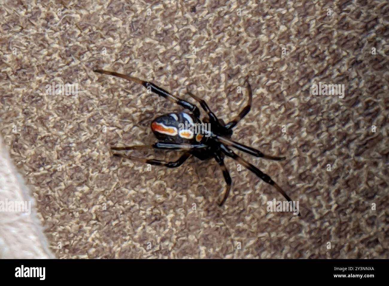 Western Black Widow (Latrodectus hesperus) Arachnida Stock Photo - Alamy