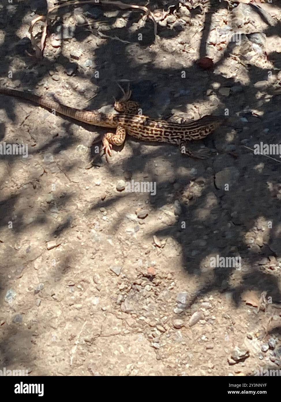Western Whiptail (Aspidoscelis tigris) Reptilia Stock Photo - Alamy