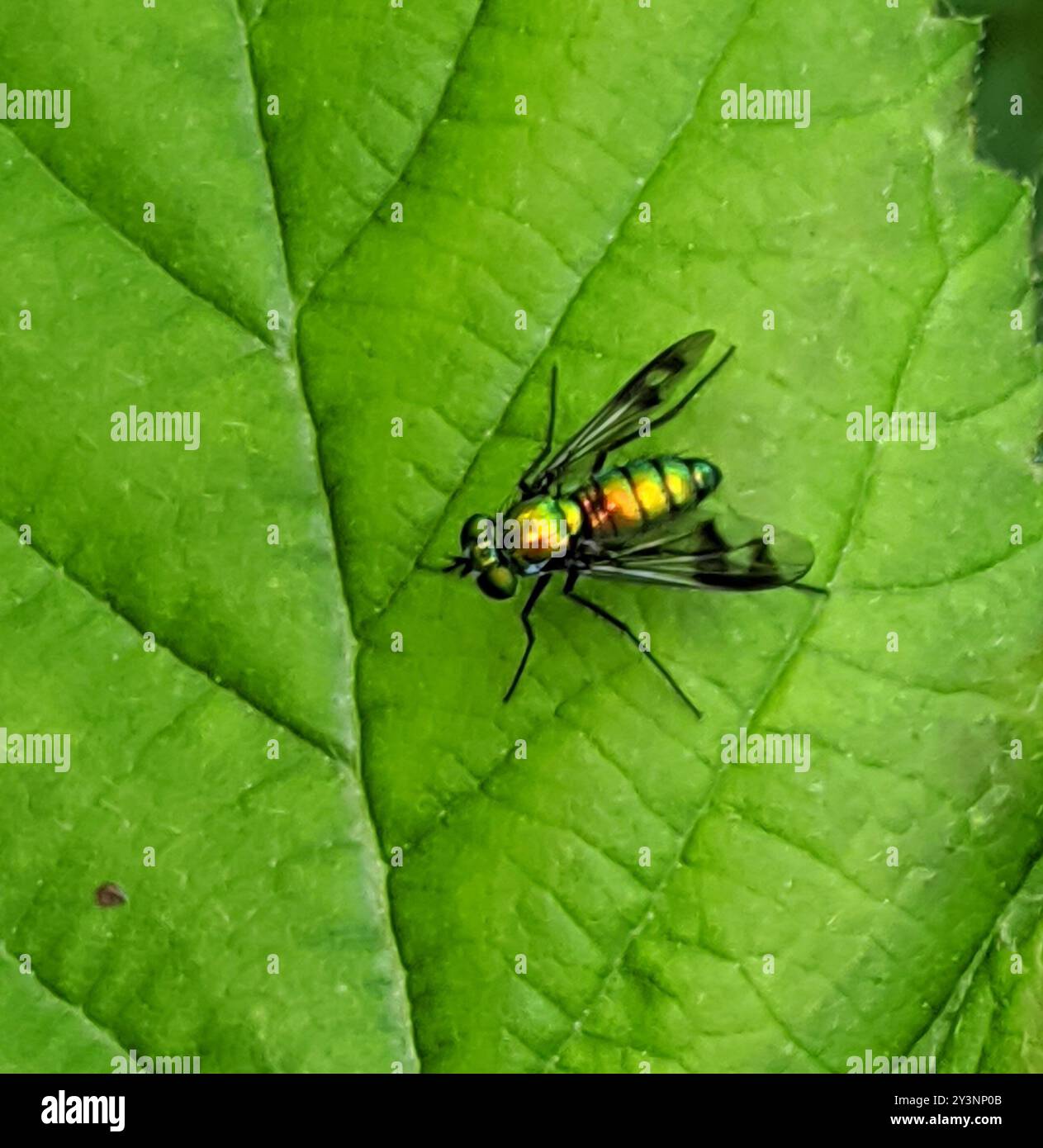 (Condylostylus occidentalis) Insecta Stock Photo - Alamy