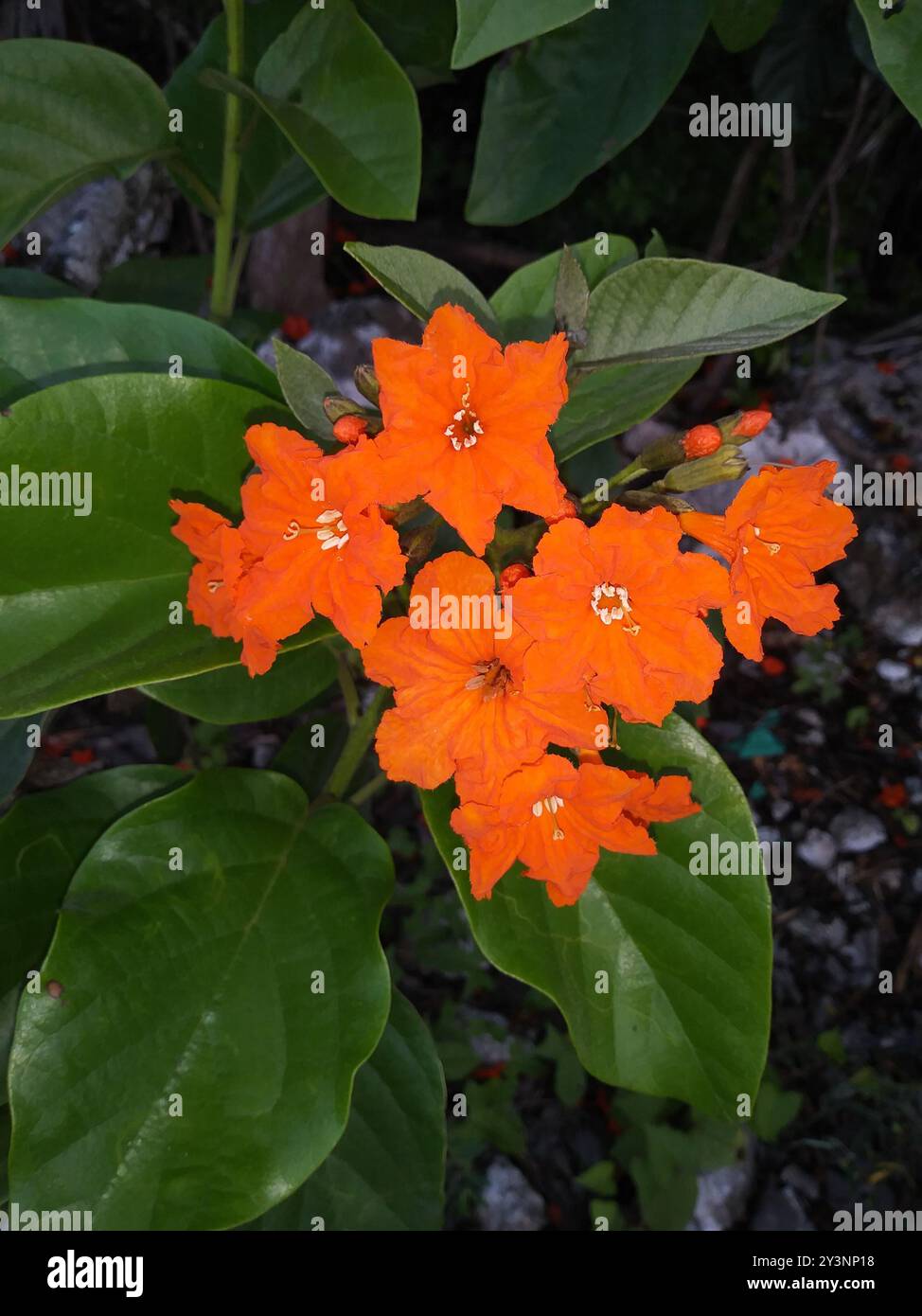 Scarlet Cordia (Cordia sebestena) Plantae Stock Photo - Alamy