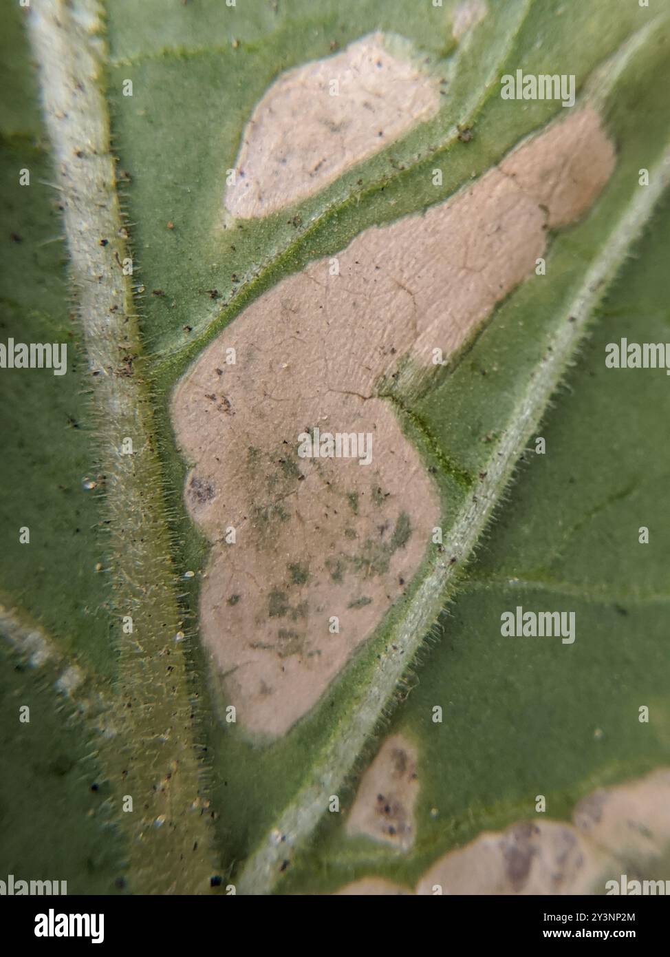 Spinach Leafminer (Pegomya hyoscyami) Insecta Stock Photo - Alamy
