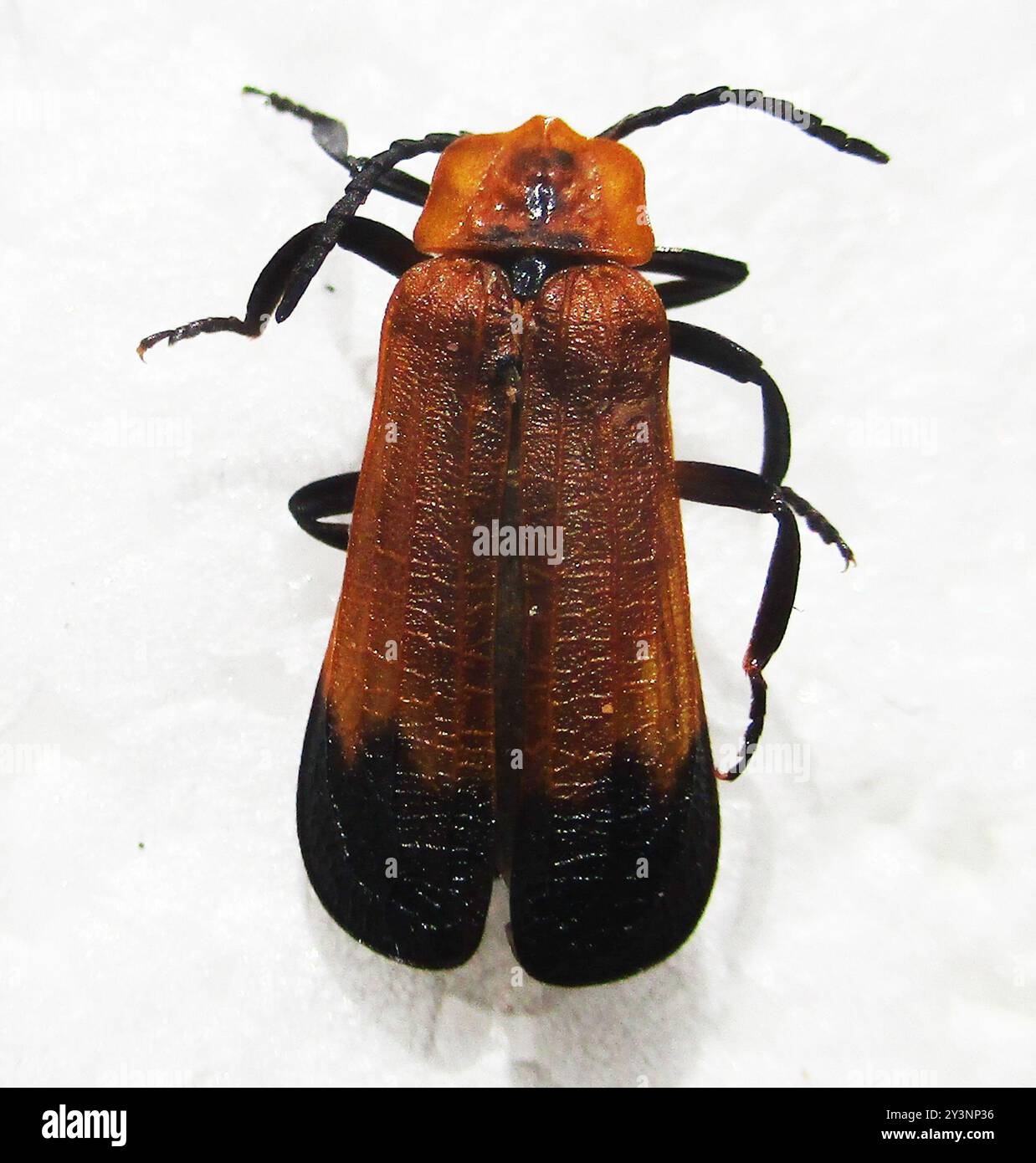 Net-winged Beetles (Lycidae) Insecta Stock Photo - Alamy